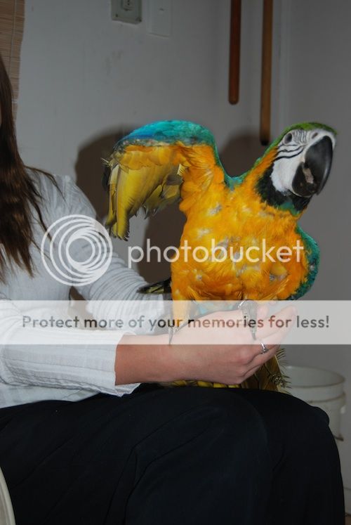 Plucking chest? | Parrot Forum 🦜 Parrot Owners Community